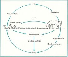 Cikli i karbonit - Pages [1] - Botërore njohuri enciklopedik