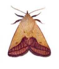 Krimb mëndafshi - Pages [2] - Botërore njohuri enciklopedik