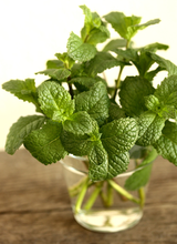 Nenexhik - Pages [1] - Botërore njohuri enciklopedik