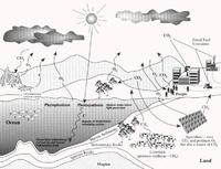 Cikli i karbonit - Pages [1] - Botërore njohuri enciklopedik